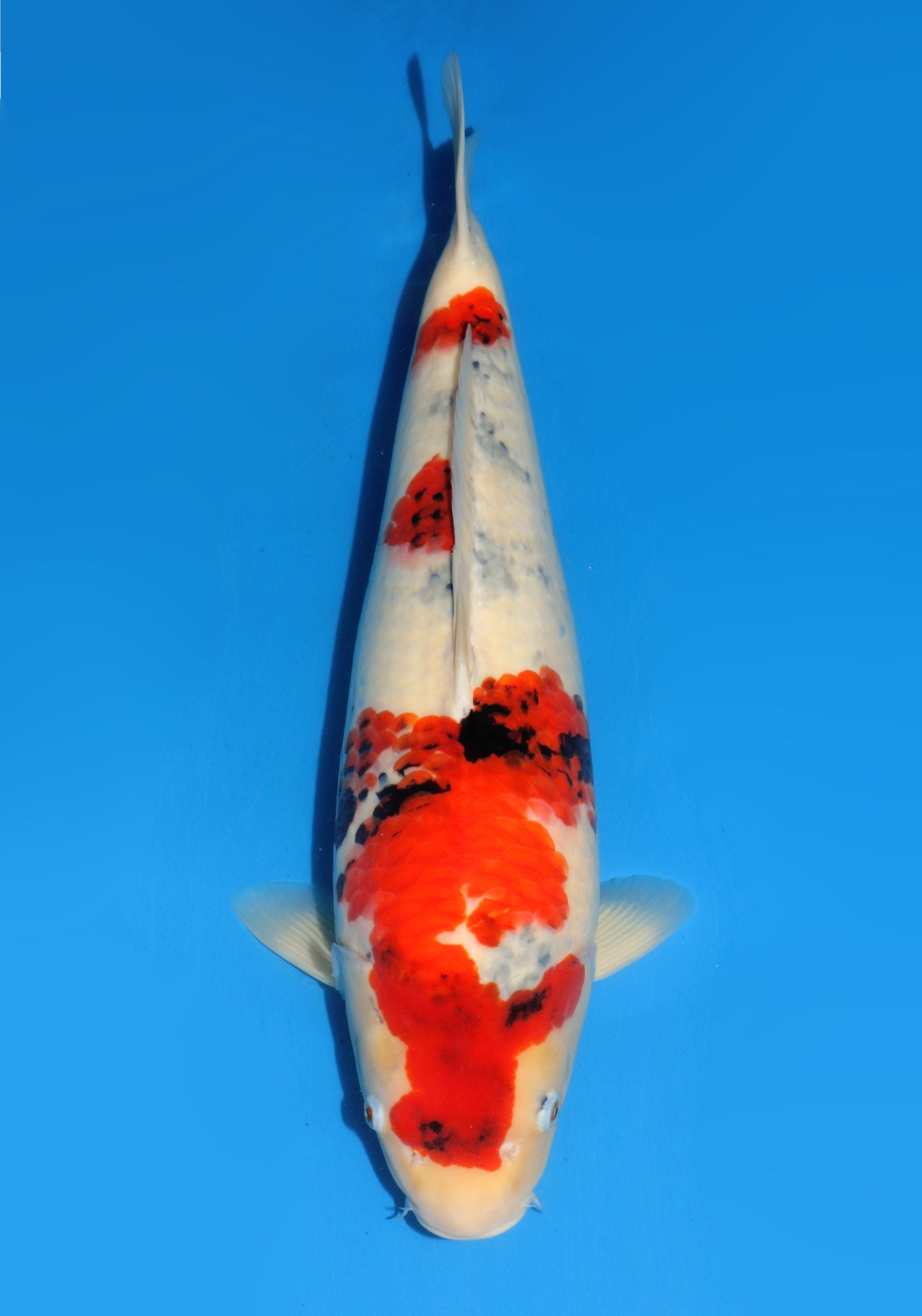 DD035 Showa – Koi Water Barn