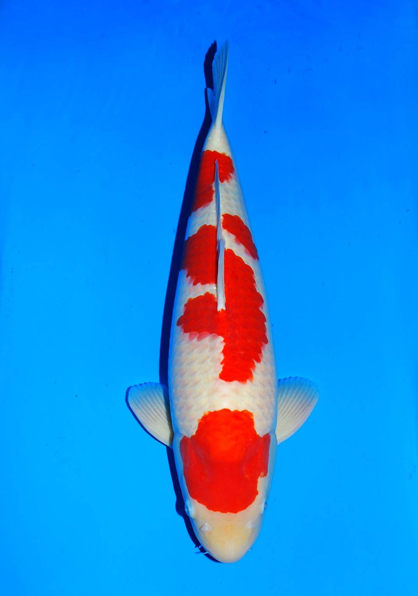 SFFCUP108 Kohaku – Koi Water Barn