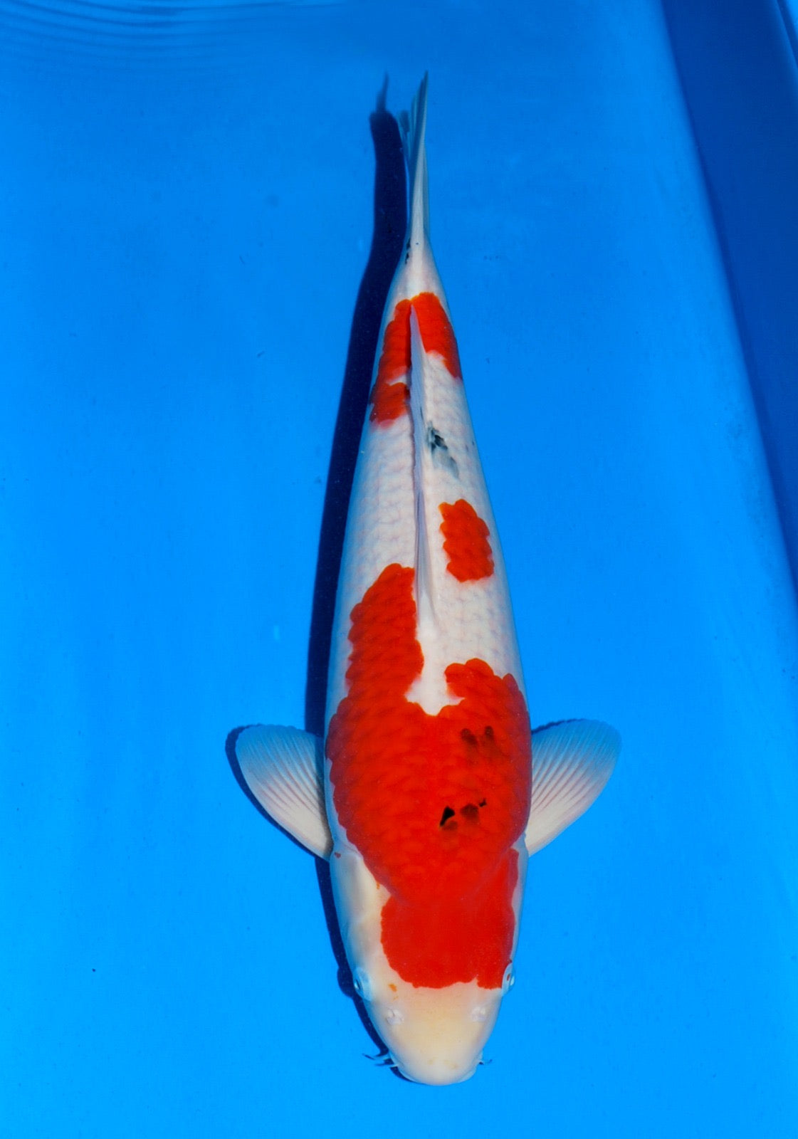 SFFCUP8 Sanke – Koi Water Barn